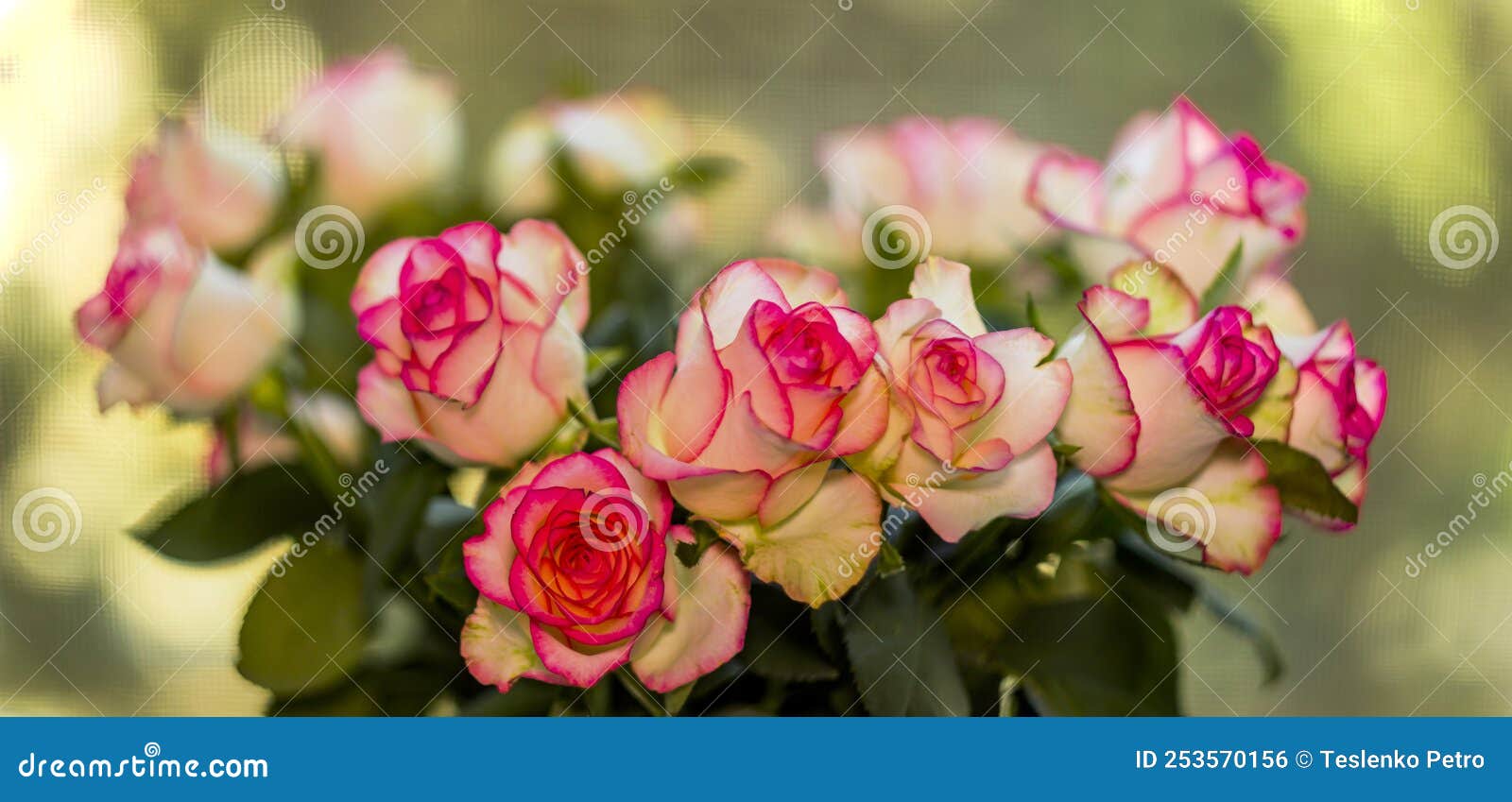 A pink roses bouquet stock photo. Image of closeup, outdoors - 253570156