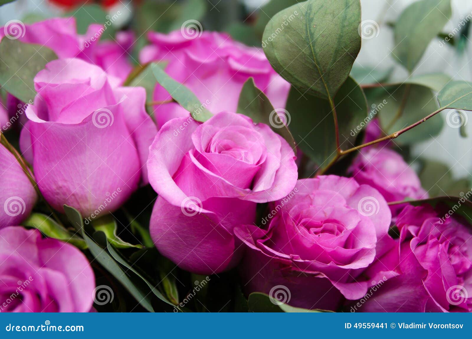 Pink roses stock image. Image of composition, color, floral - 49559441