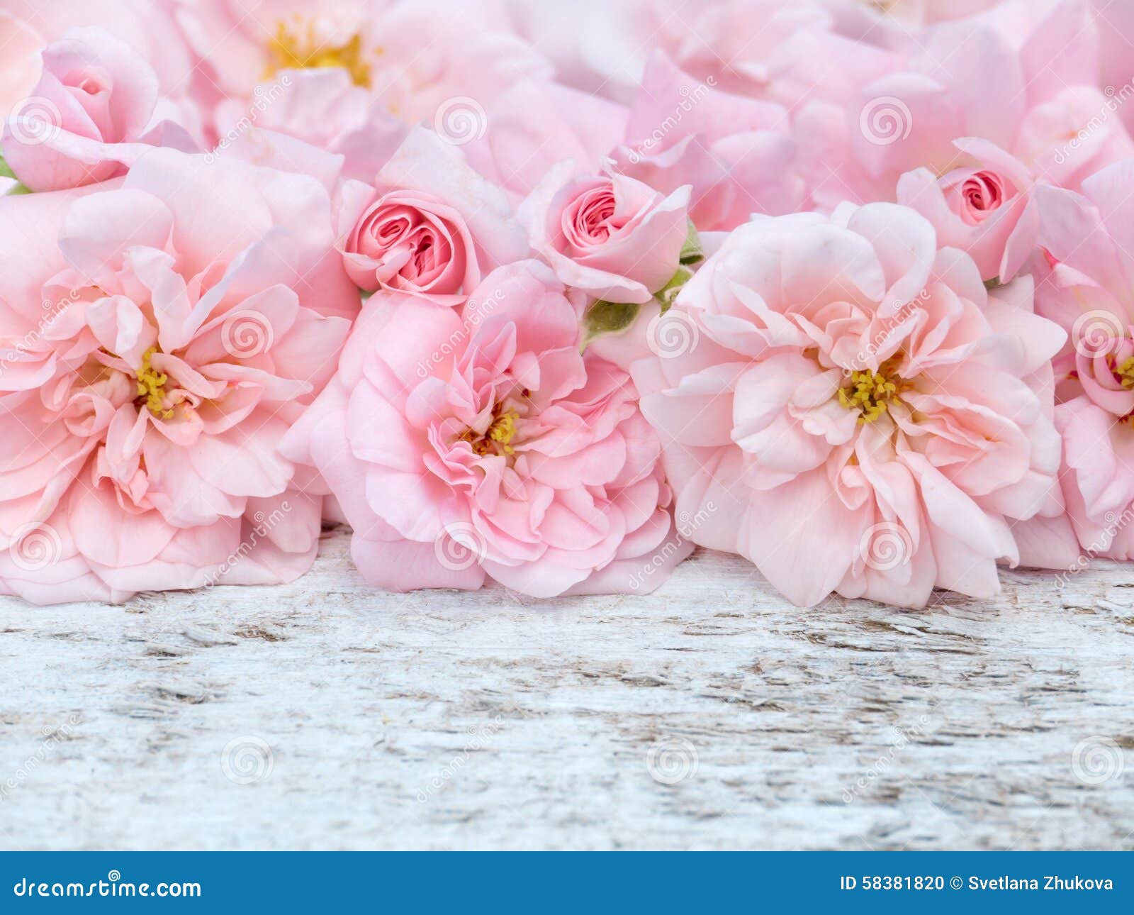 Pink Roses Bouquet on the Rustic White Painted Background Stock Photo ...