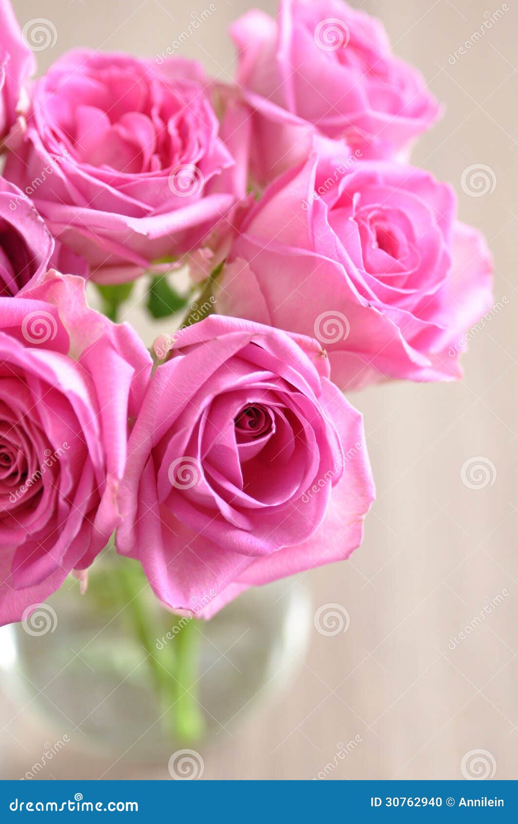 Pink roses. stock photo. Image of branch, aged, cellophane - 30762940