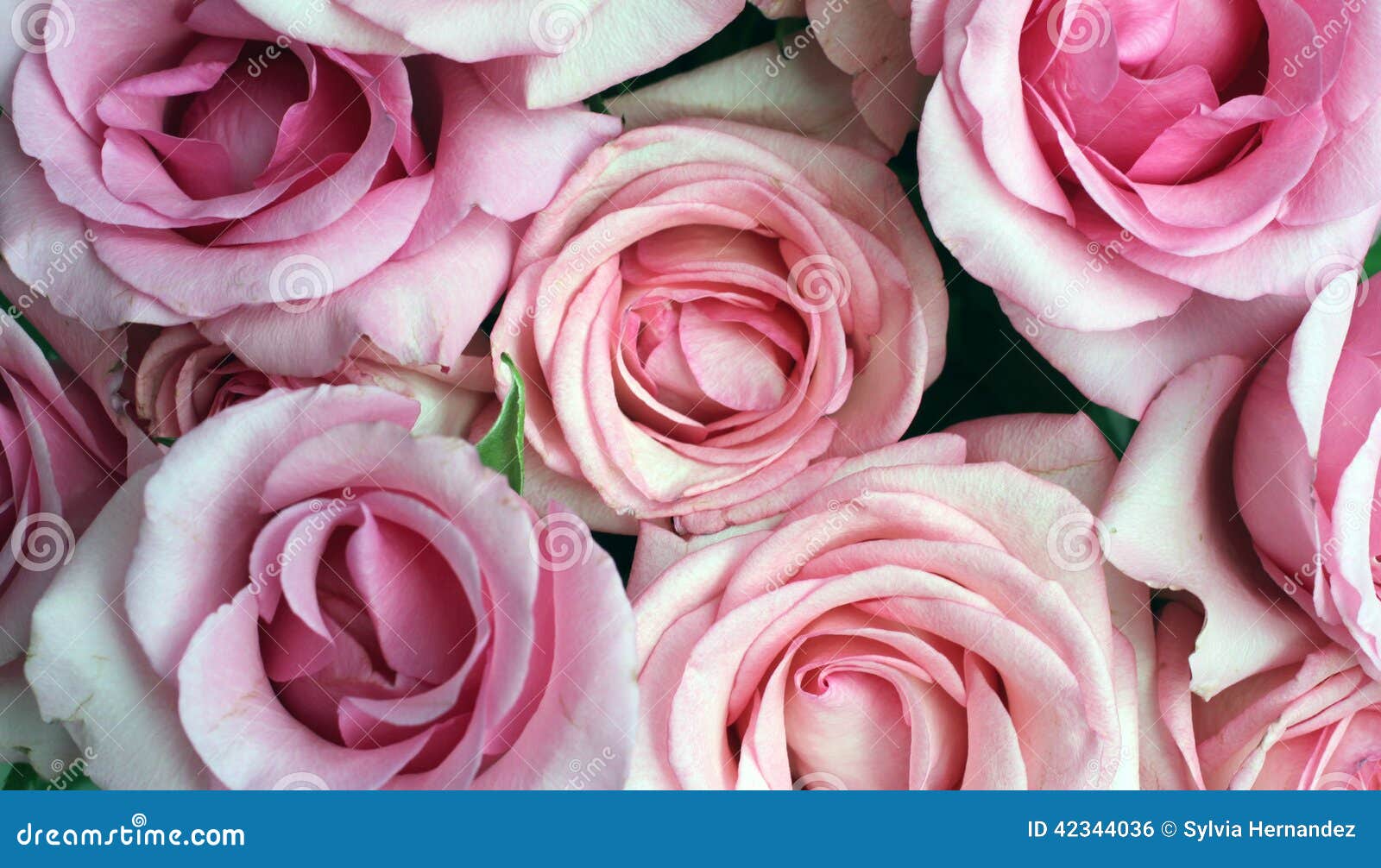 Pink Roses stock photo. Image of hues, delicate, valentine - 42344036