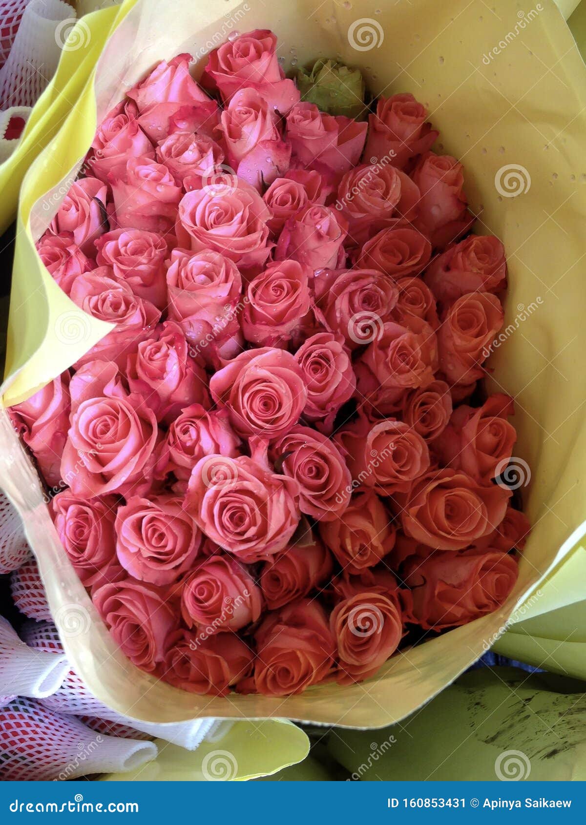 Pink roses stock image. Image of wrapper, pink, bouquet - 160853431