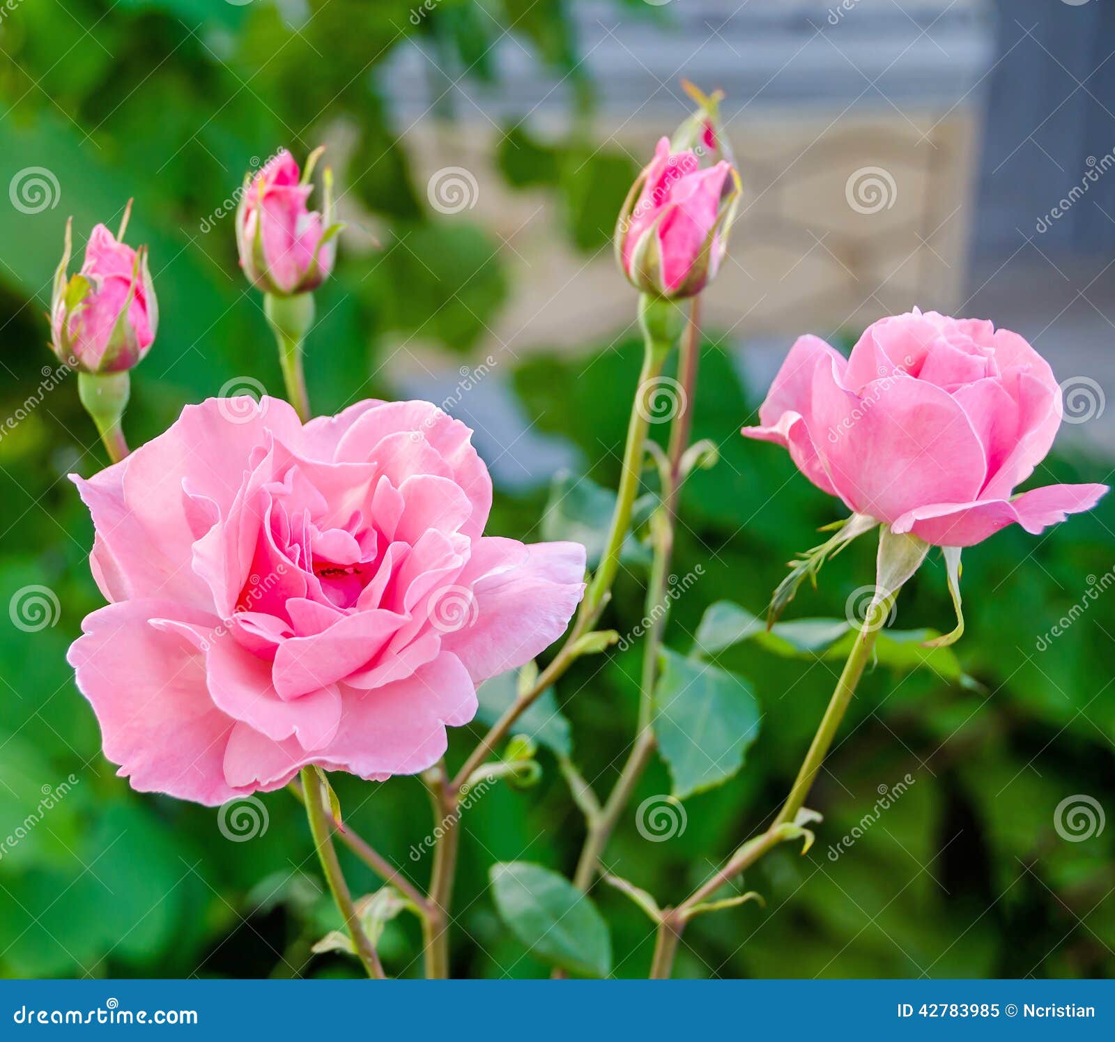 Pink Roses on the Branch in the Garden Stock Image - Image of freshnes ...