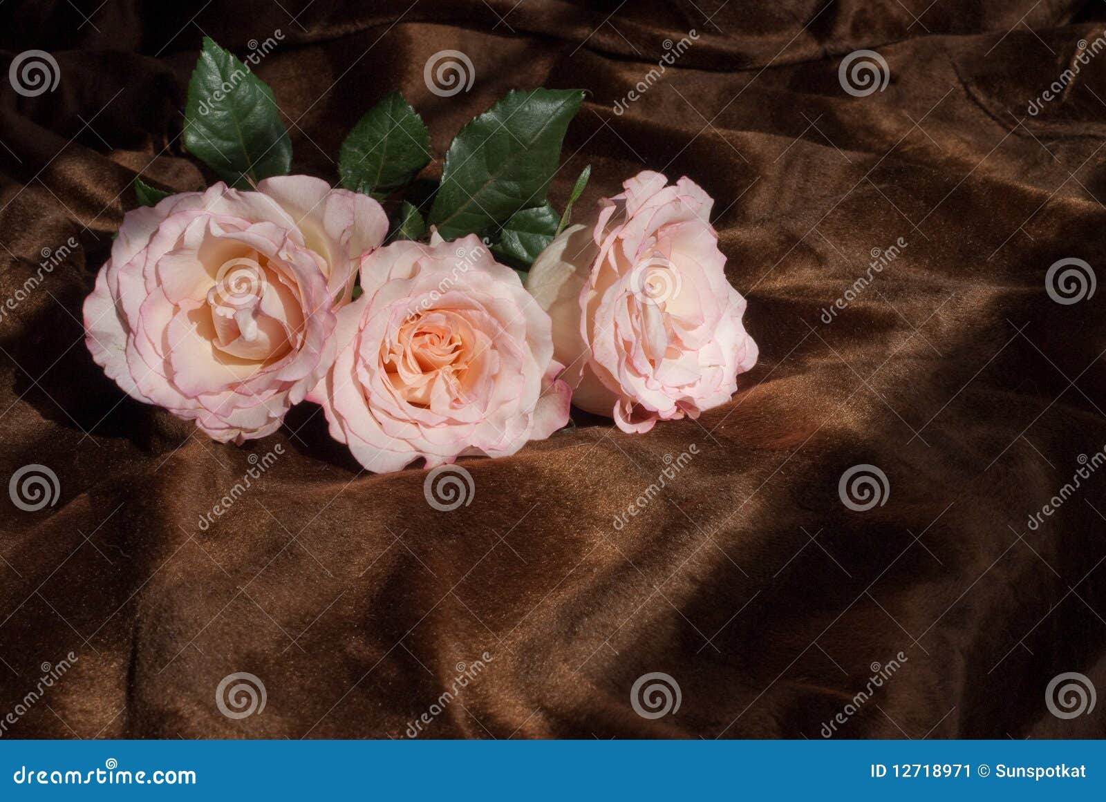 Pink Roses on Brown Throw stock image. Image of seasonal - 12718971