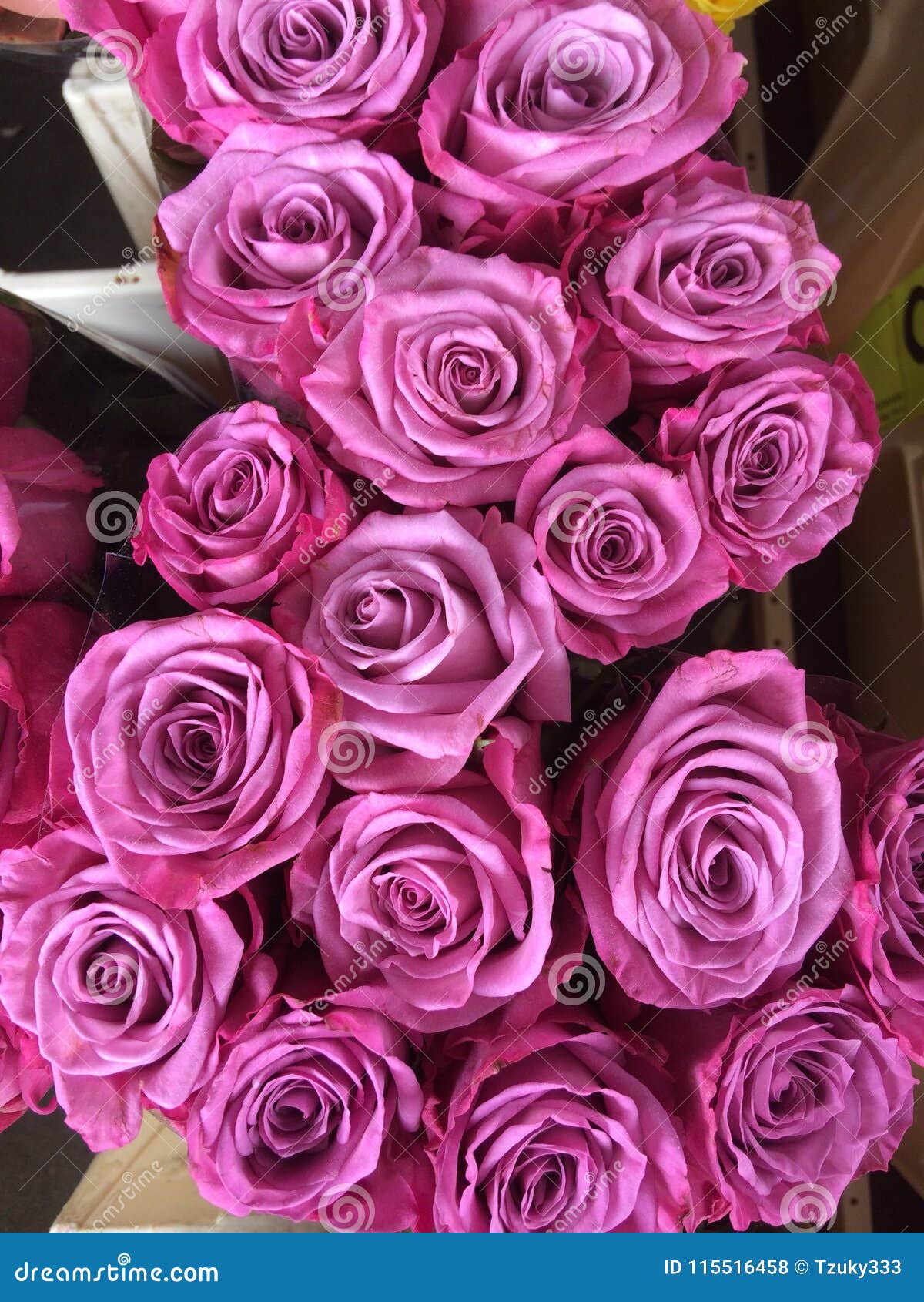 Pink roses in bunches stock photo. Image of creating - 115516458