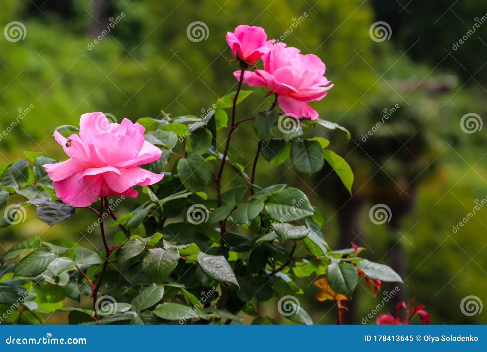 Pink Roses on a Bush in Garden Stock Image - Image of flora, pink ...