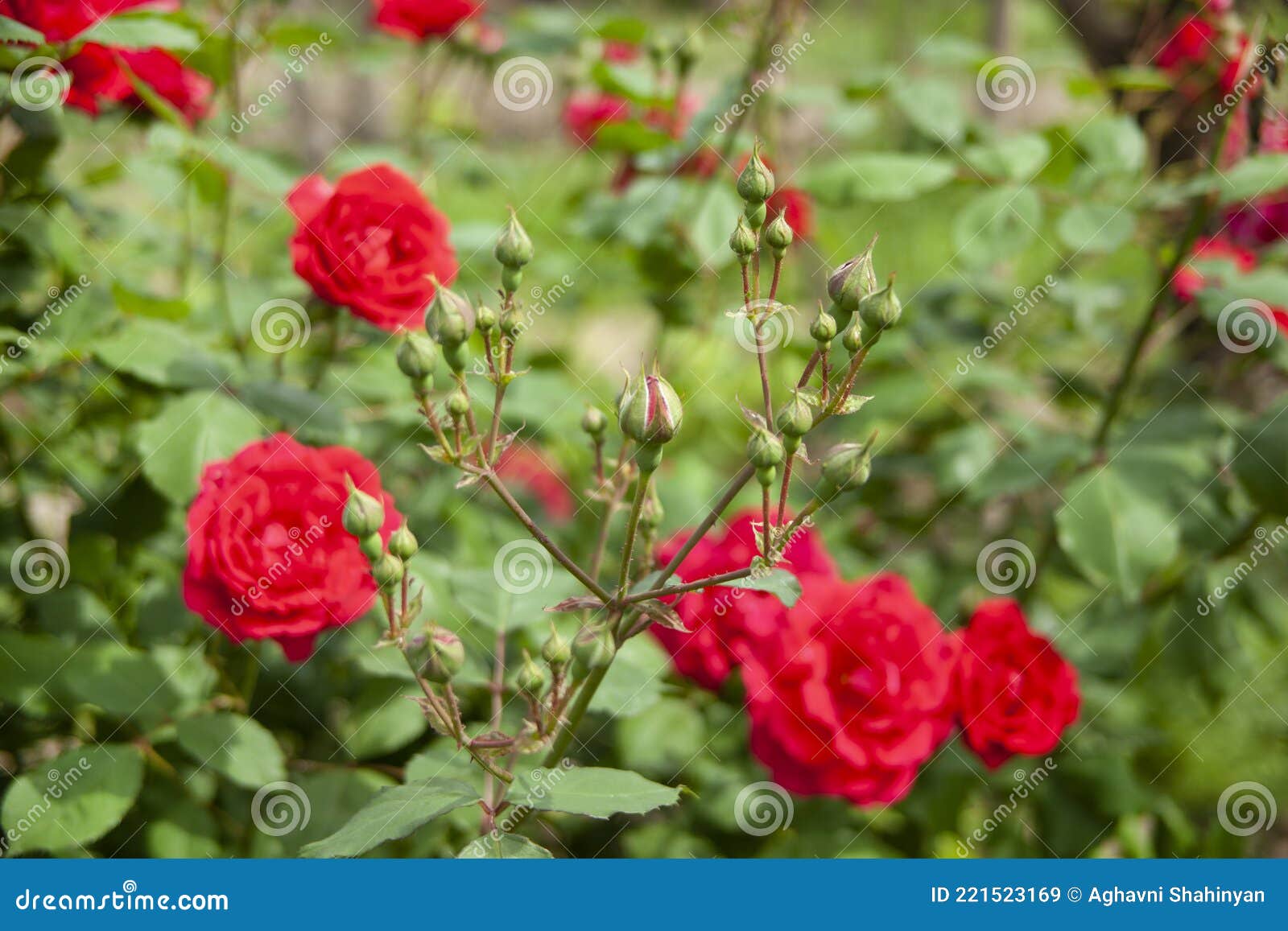 Pink Roses in Bush in Garden Stock Image - Image of beauty, plant ...