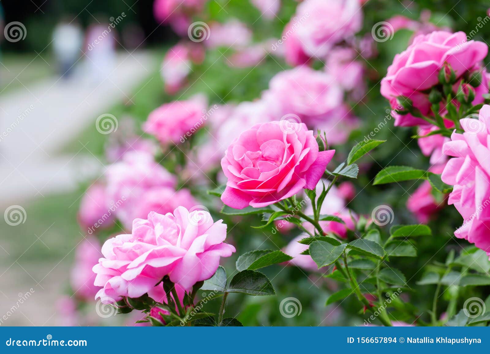 Pink Roses Bush and Walking Path on Background Stock Photo - Image of ...