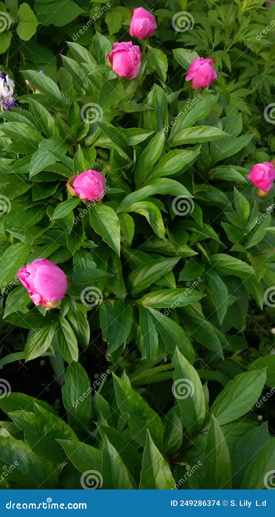 Pink Roses stock photo. Image of blooming, bushel, roses - 249286374