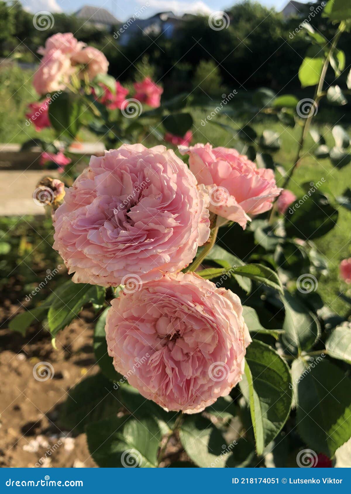 Pink Roses on the Bushes in the Garden Stock Image - Image of leaf ...