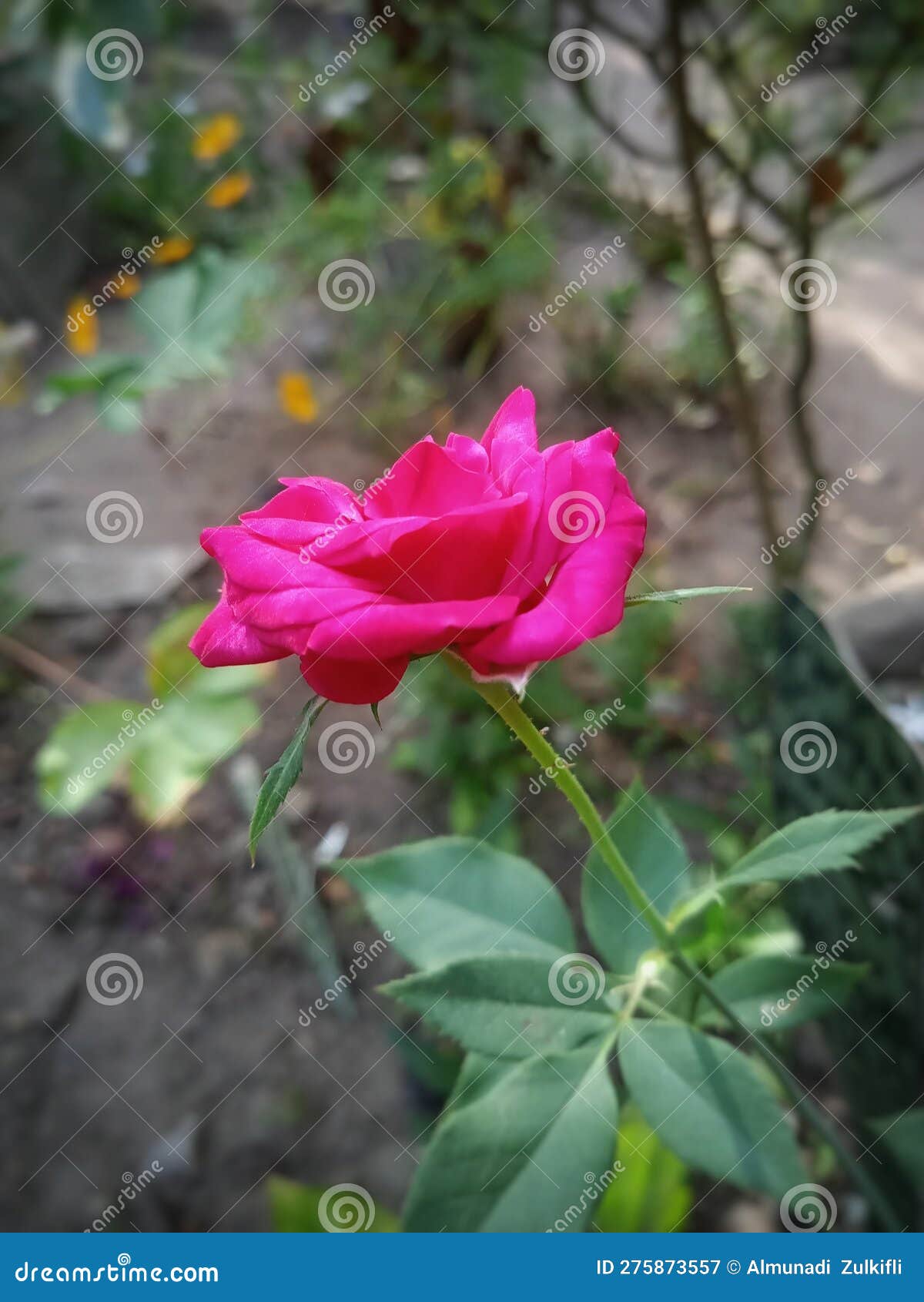 Pink Roses Can Thrive in Indonesia Stock Image - Image of pink, roses ...