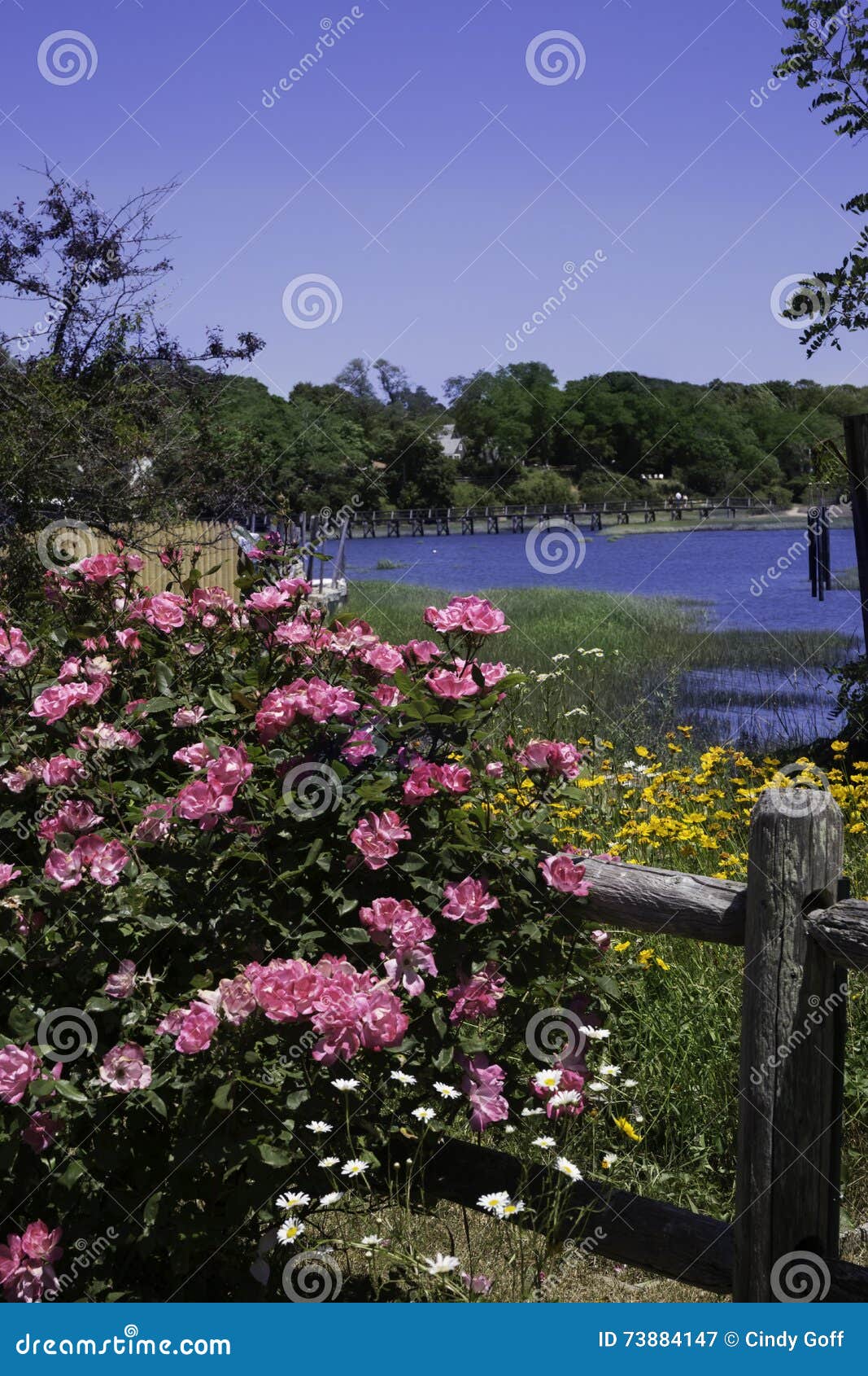 Pink roses on Cape Cod. stock image. Image of marine - 73884147