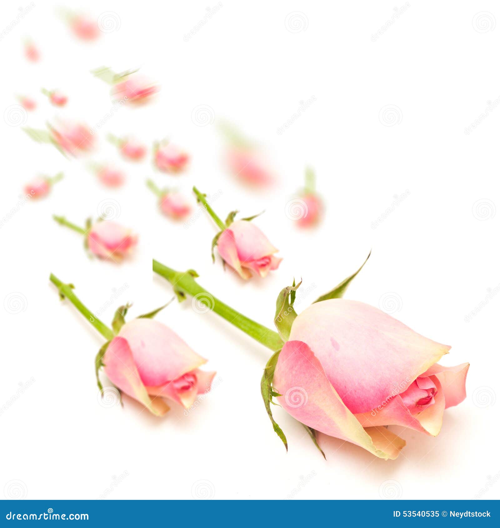 Pink roses cascade concept stock image. Image of bunch - 53540535