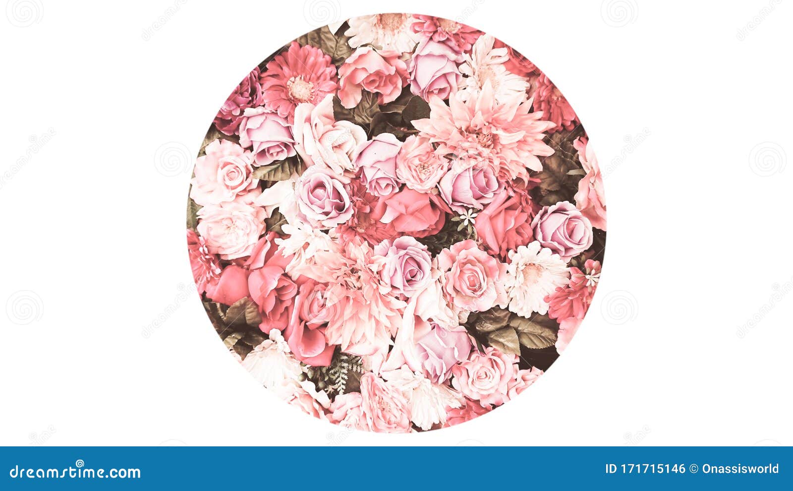 Pink Roses Circle White Background Stock Photo - Image of roses, circle ...