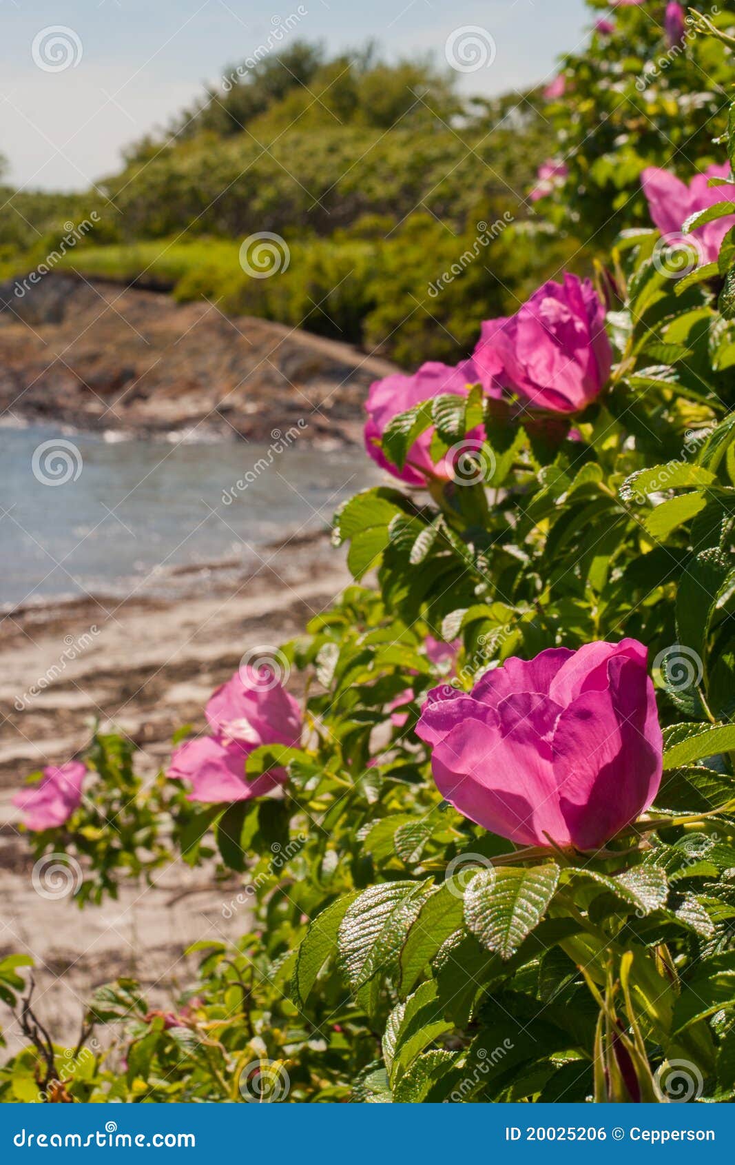 Pink roses on the coast stock photo. Image of flowers - 20025206