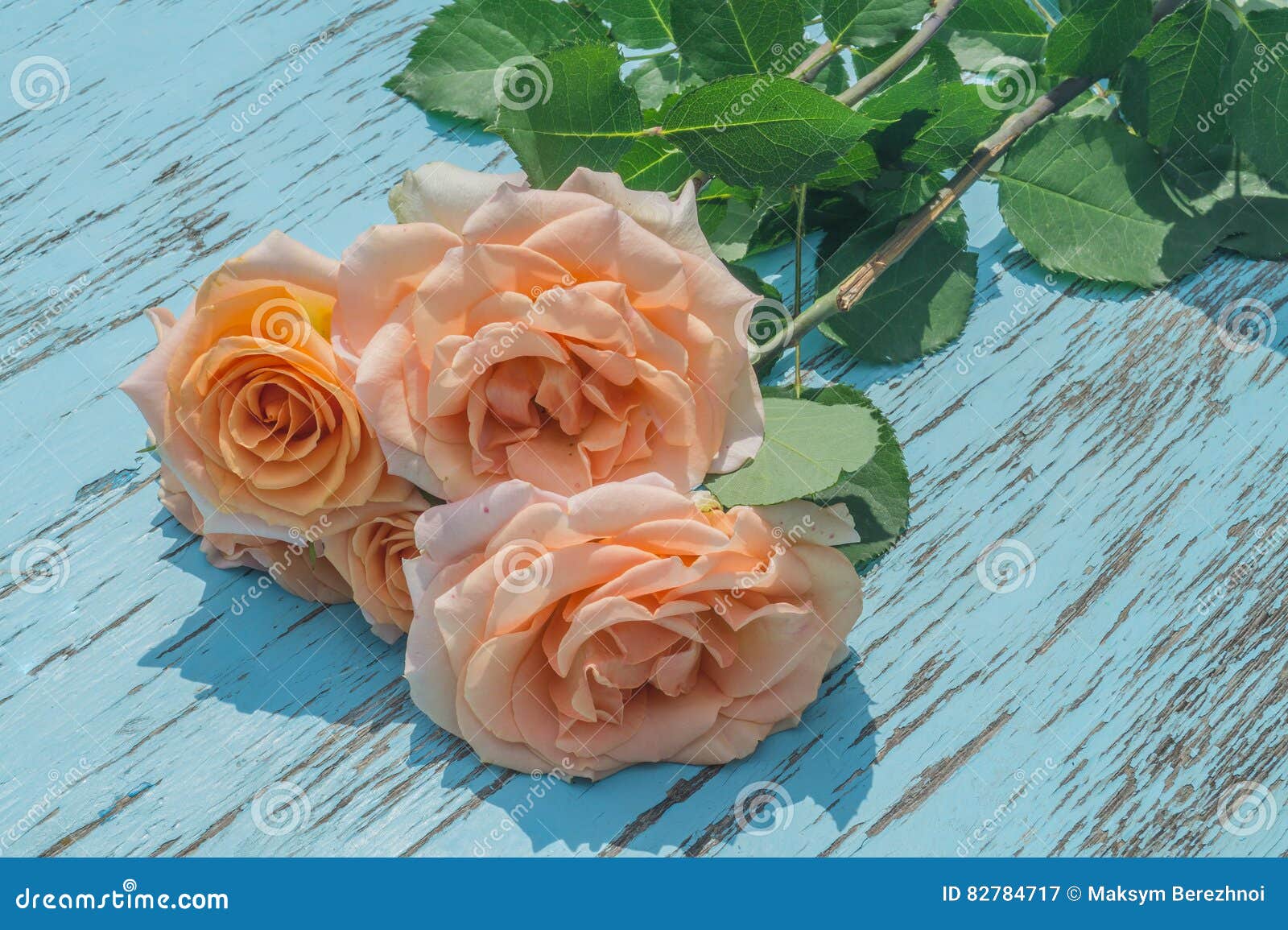 Pink roses stock image. Image of beauty, outdoors, green - 82784717