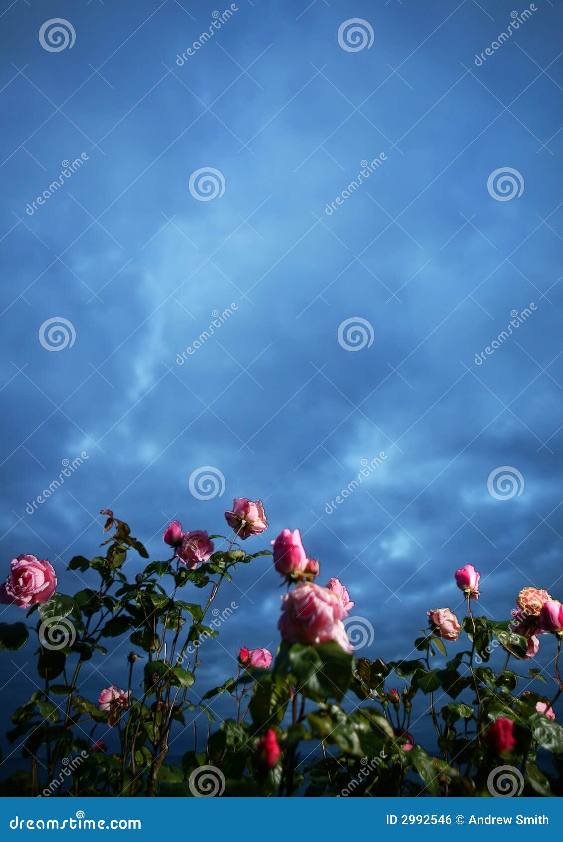 Pink Roses and Dark Blue Sky Stock Photo - Image of evening, pink: 2992546