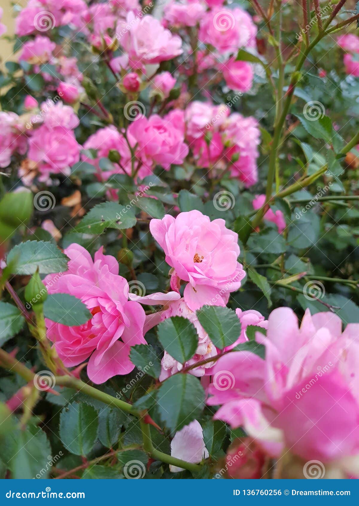 Pink roses stock photo. Image of decorations, roses - 136760256