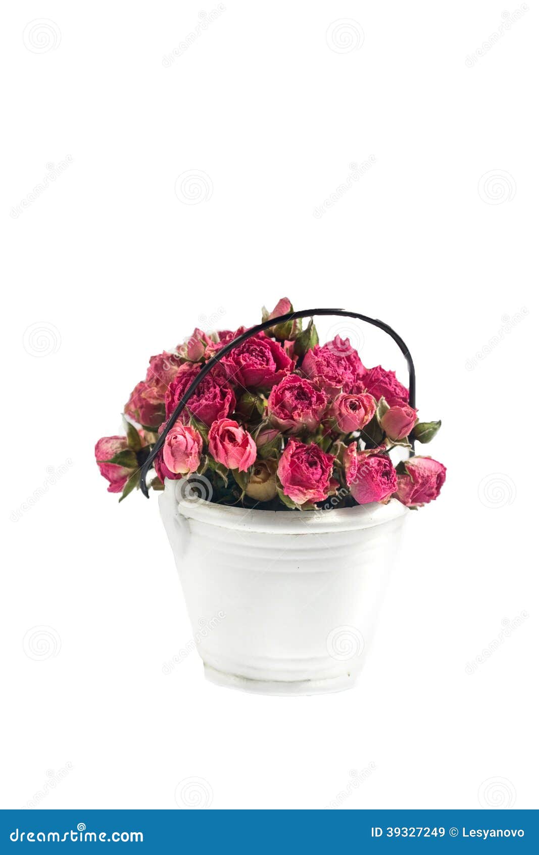 Pink Roses in a Decorative Small White Bucket Stock Image - Image of ...