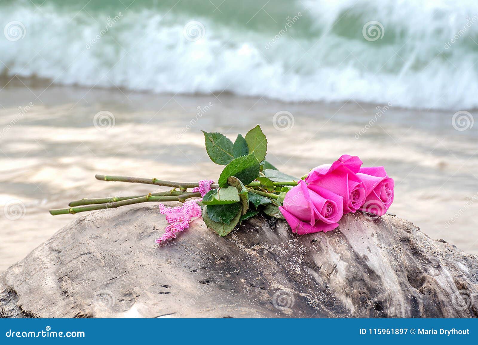 Pink Roses on Driftwood with Waves Stock Image - Image of closeup ...