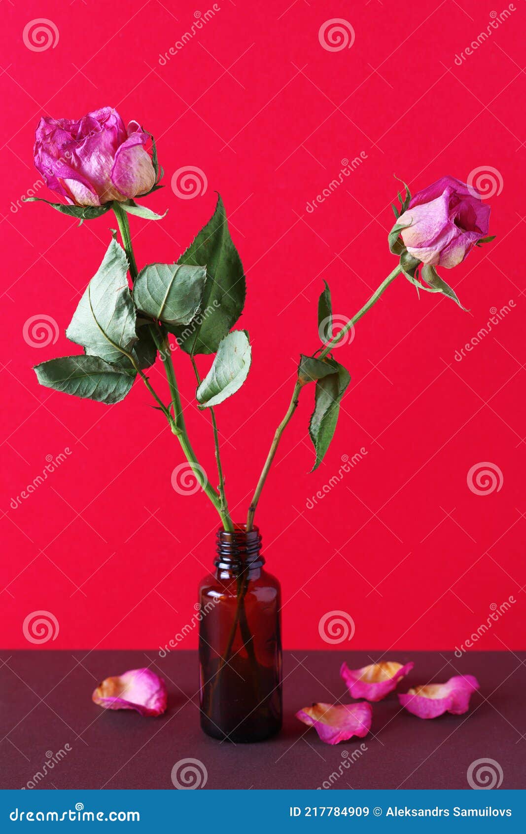 Pink Roses with Fallen Petals Stock Image - Image of pink, color: 217784909