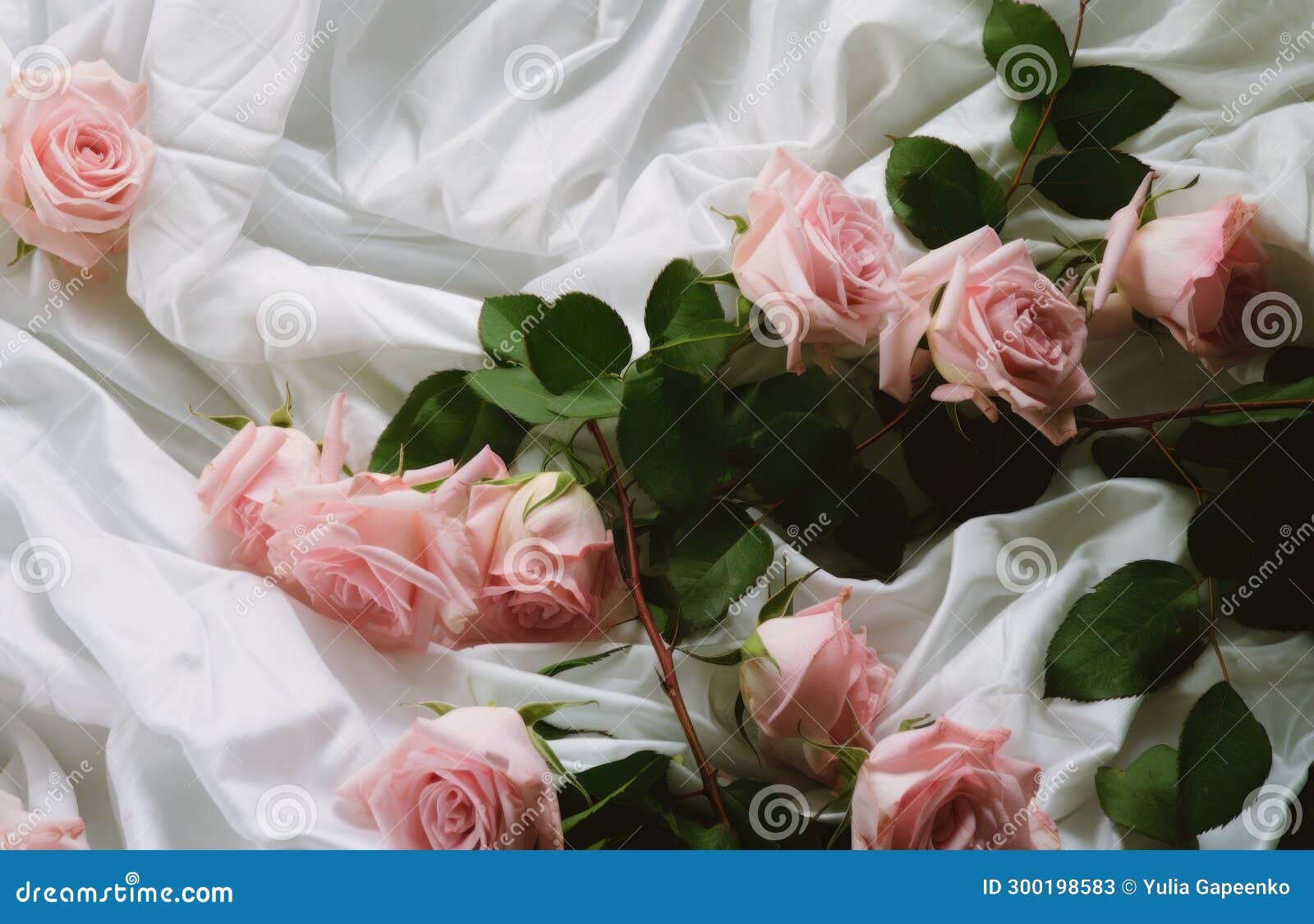 Pink Roses are Falling on a White Cloth with Green Leaves Stock ...