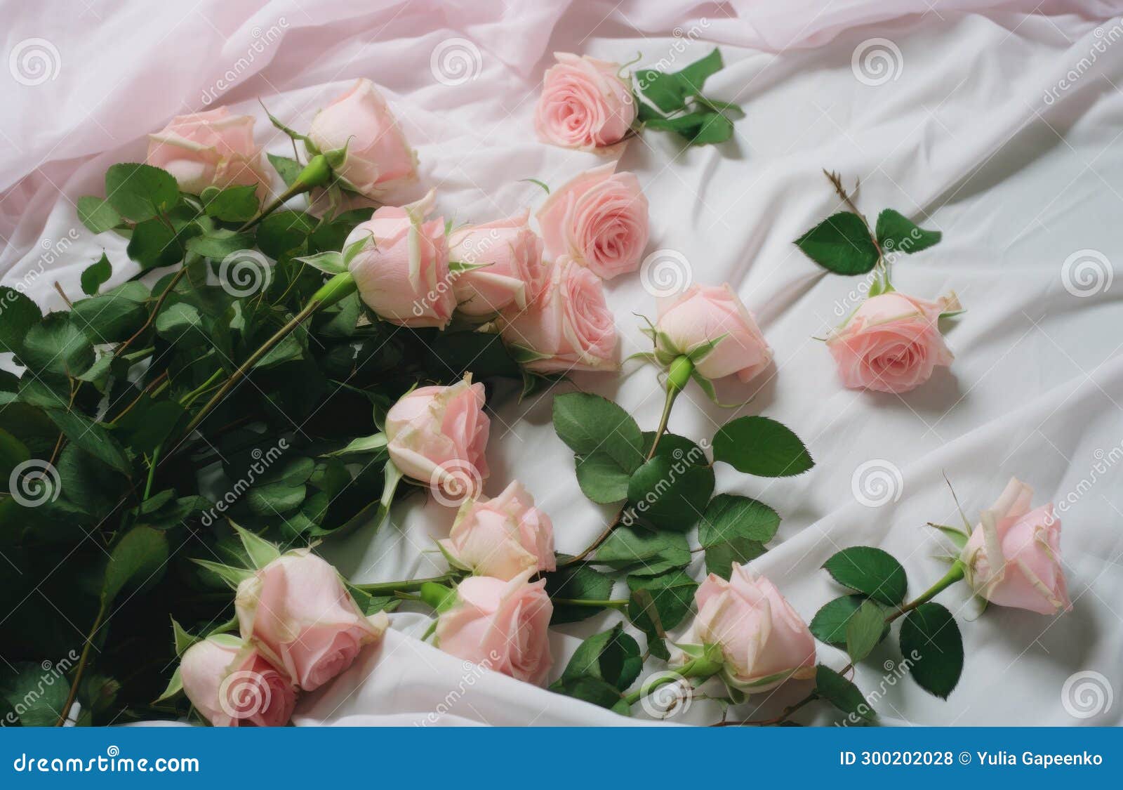 Pink Roses are Falling on a White Cloth with Green Leaves Stock Photo ...