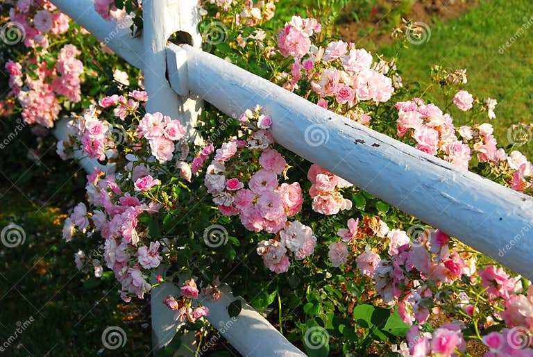 Pink roses fence stock image. Image of blooming, rose, bushes - 949839