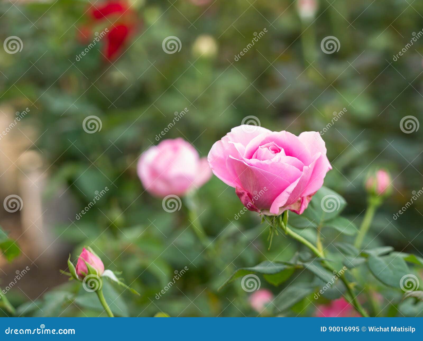 Pink Roses in the Field stock image. Image of flora, beautiful - 90016995