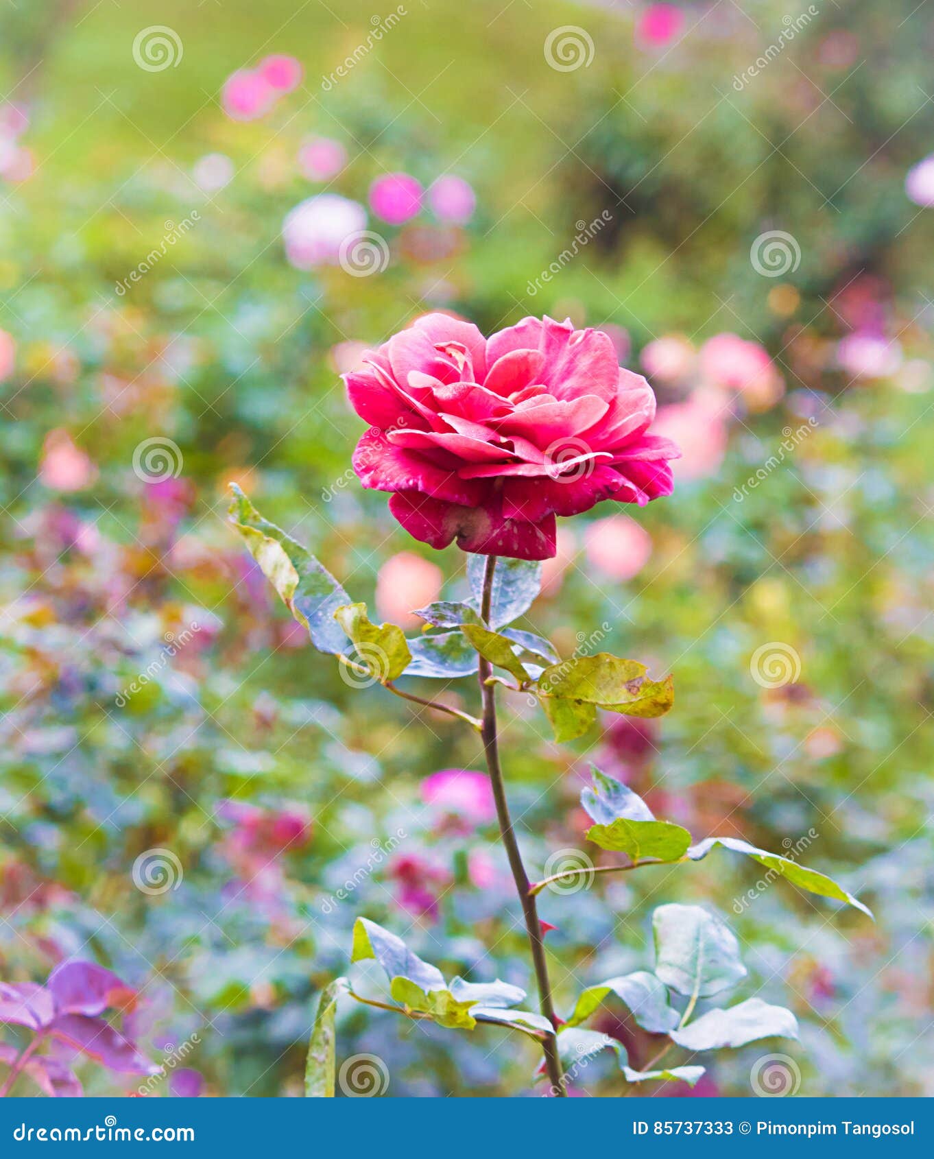 Pink roses stock image. Image of roses, budding, feminine - 85737333