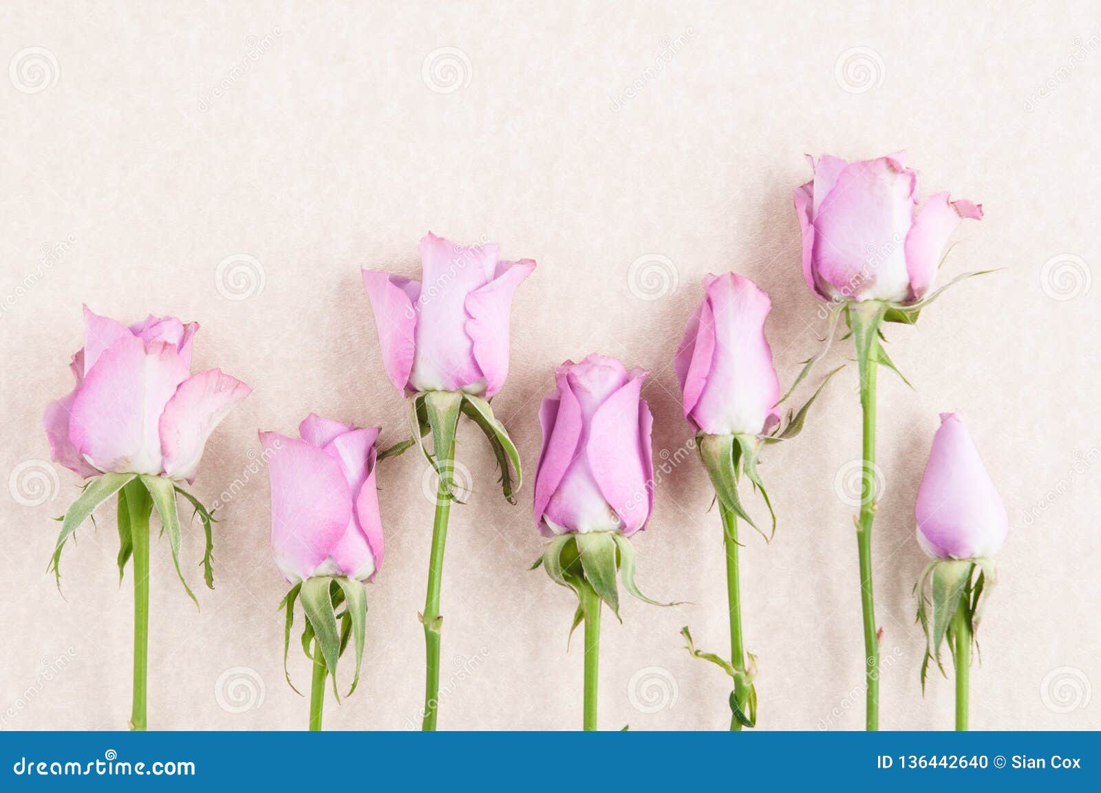Pink Roses stock photo. Image of love, pink, symbolic - 136442640