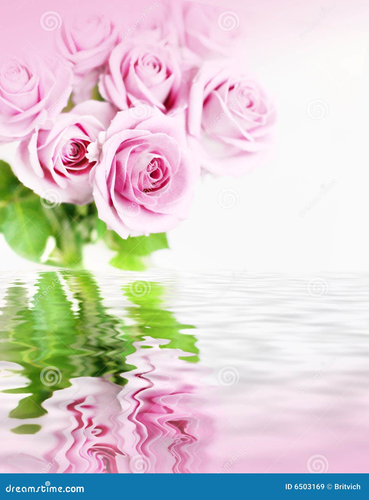 Pink roses in flood stock image. Image of flower, beauty - 6503169