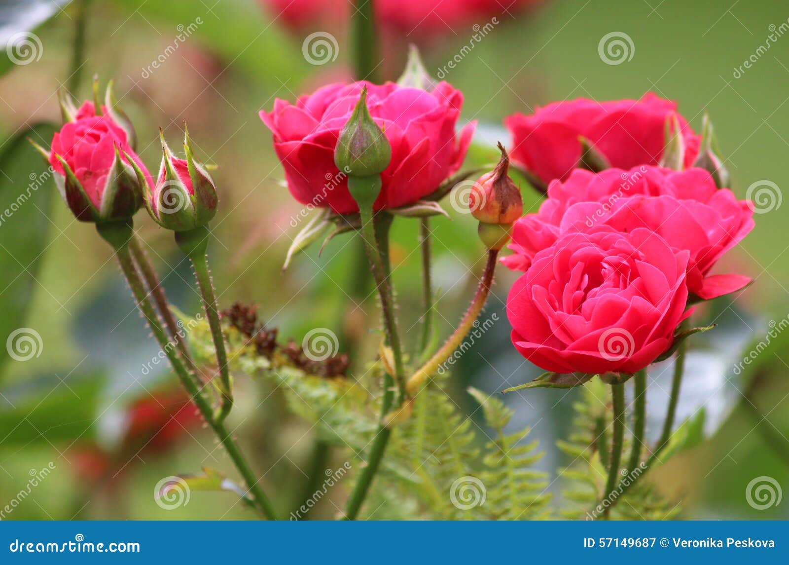 Pink roses stock image. Image of love, open, fresh, floral - 57149687