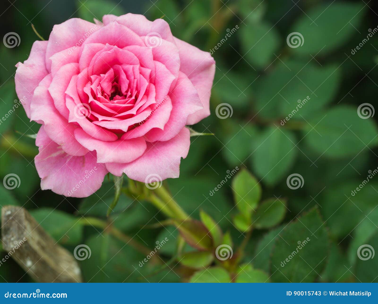 Pink Roses Flower Blooming stock image. Image of garden - 90015743