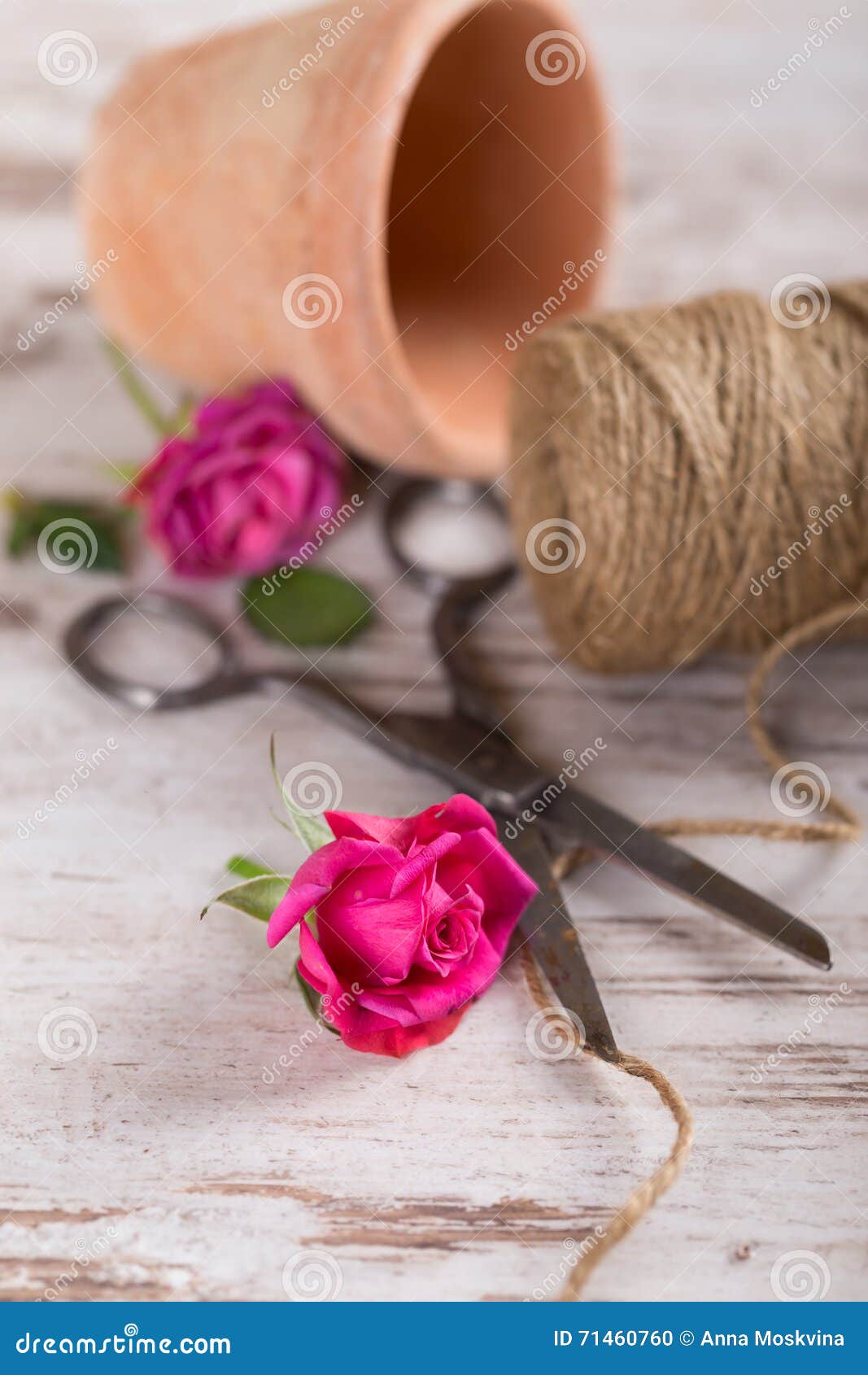 Pink Roses with Flower Pot, Rope with Scissors Stock Photo - Image of ...