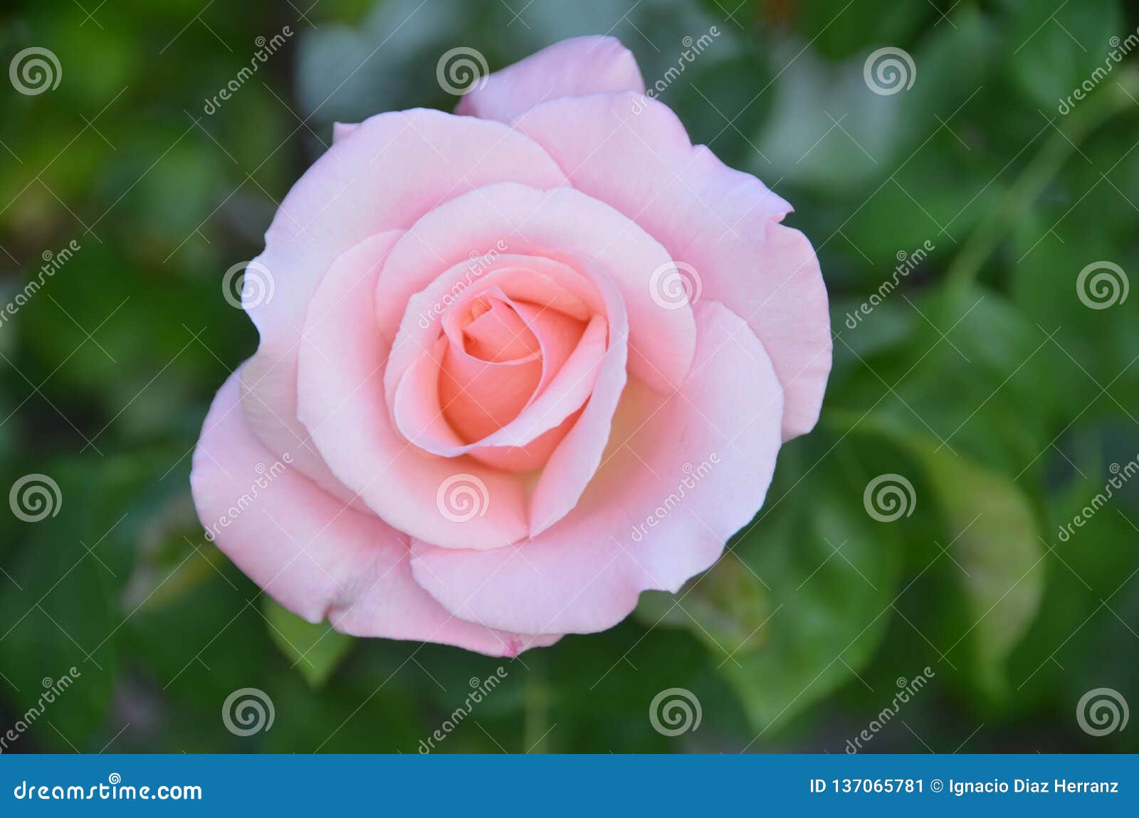 Pink roses flower spain stock image. Image of floral - 137065781