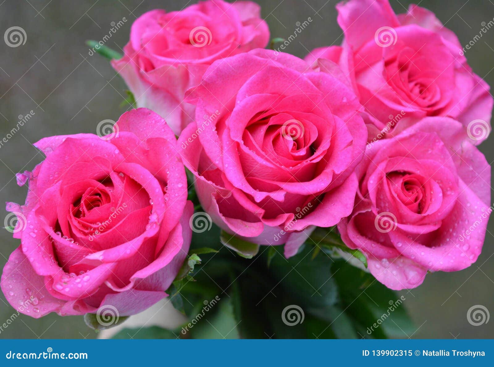 Pink Roses Green Background Stock Image - Image of holiday, floral ...
