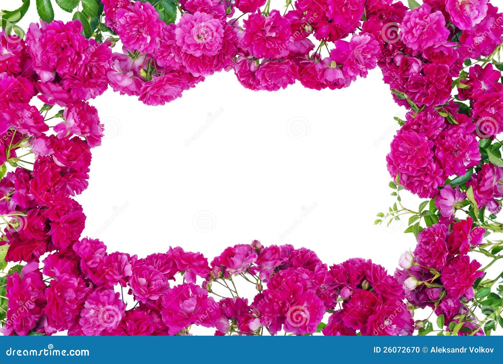 Pink roses frame isolated stock photo. Image of shrub - 26072670