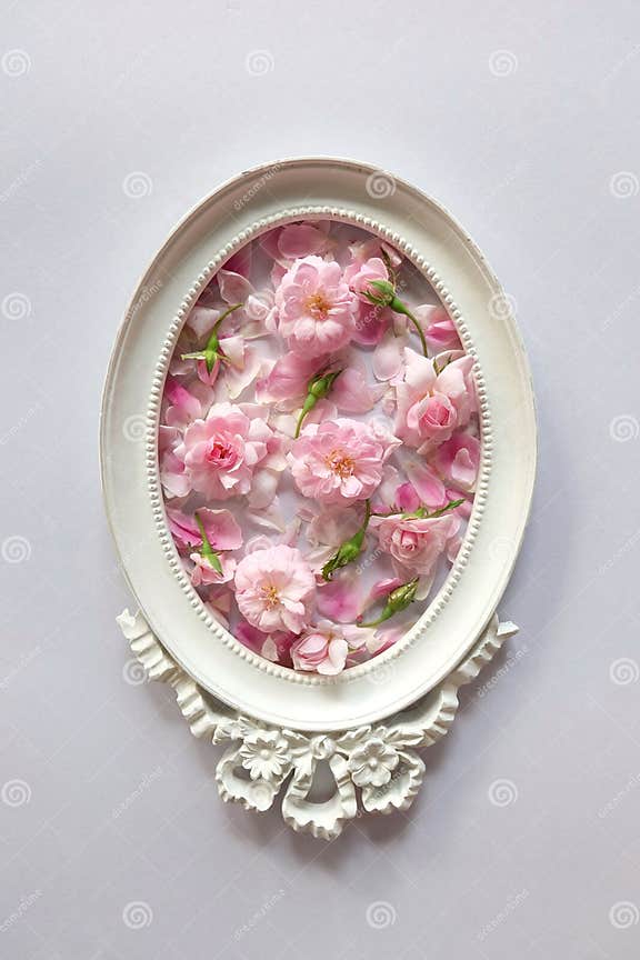 Pink roses and frames stock photo. Image of frames, flower - 64389946