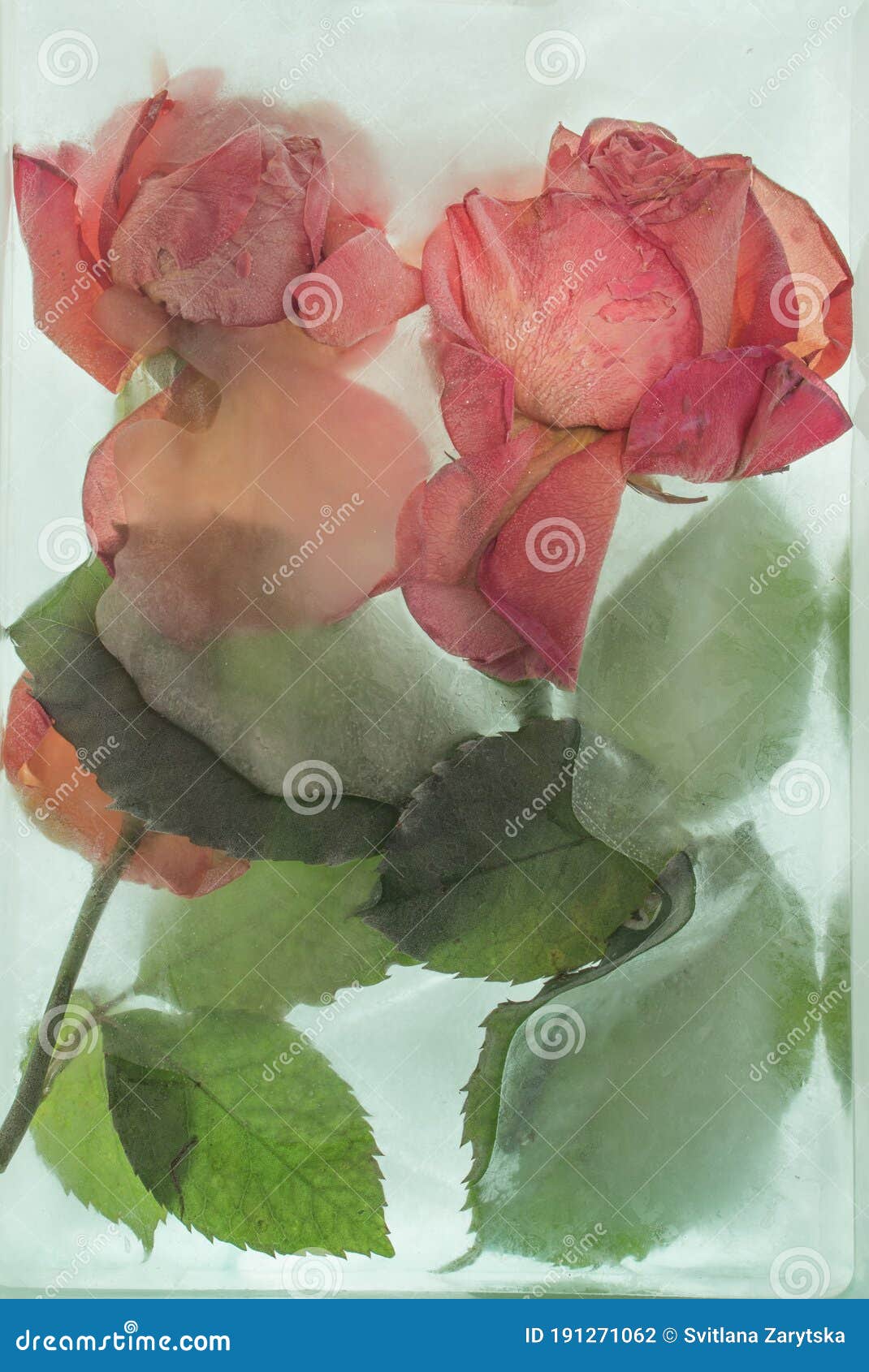 Pink roses frozen in ice stock photo. Image of beautiful - 191271062