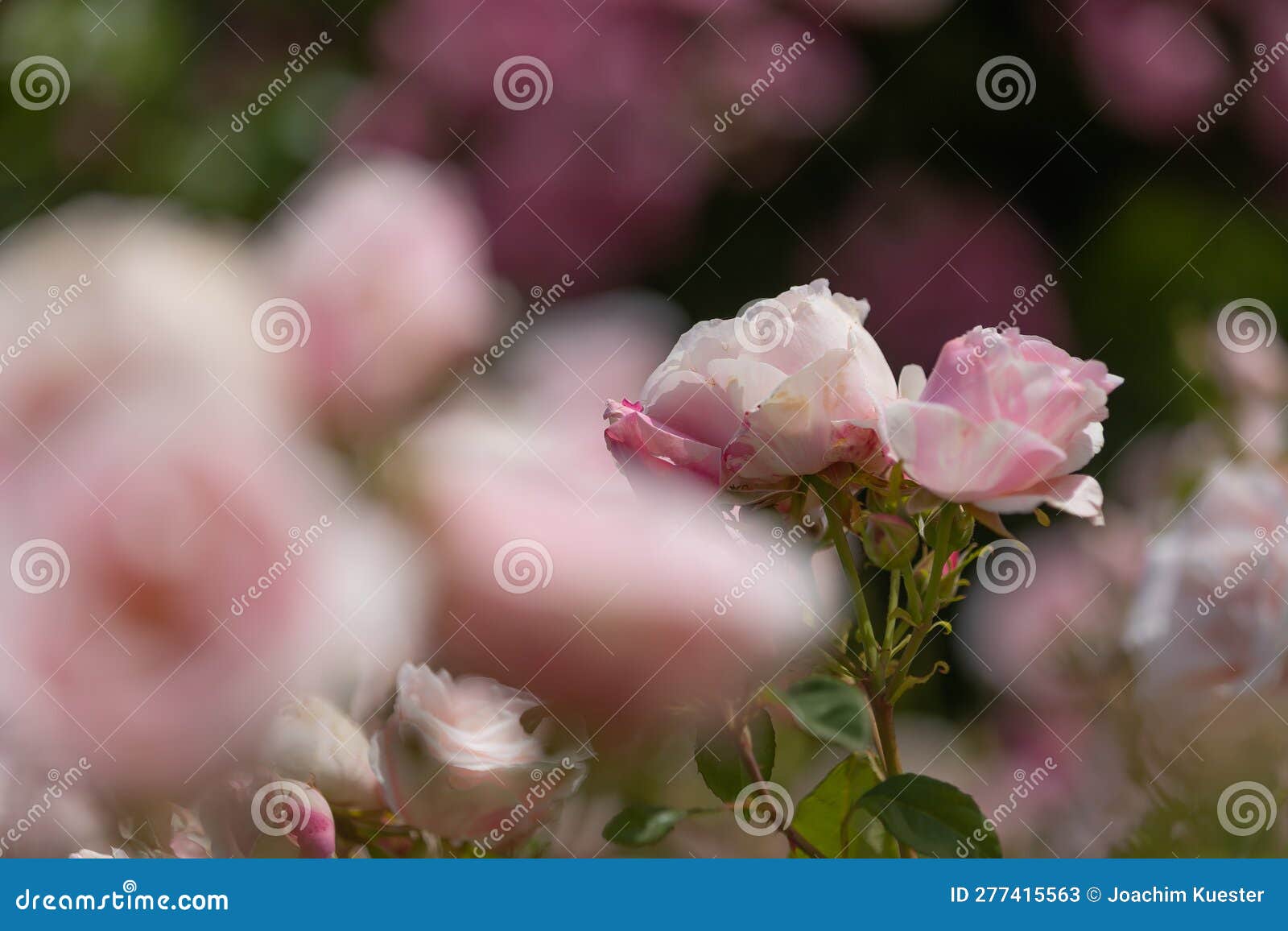Pink Roses in Full Bloom with Blurry Foreground and Background Stock ...