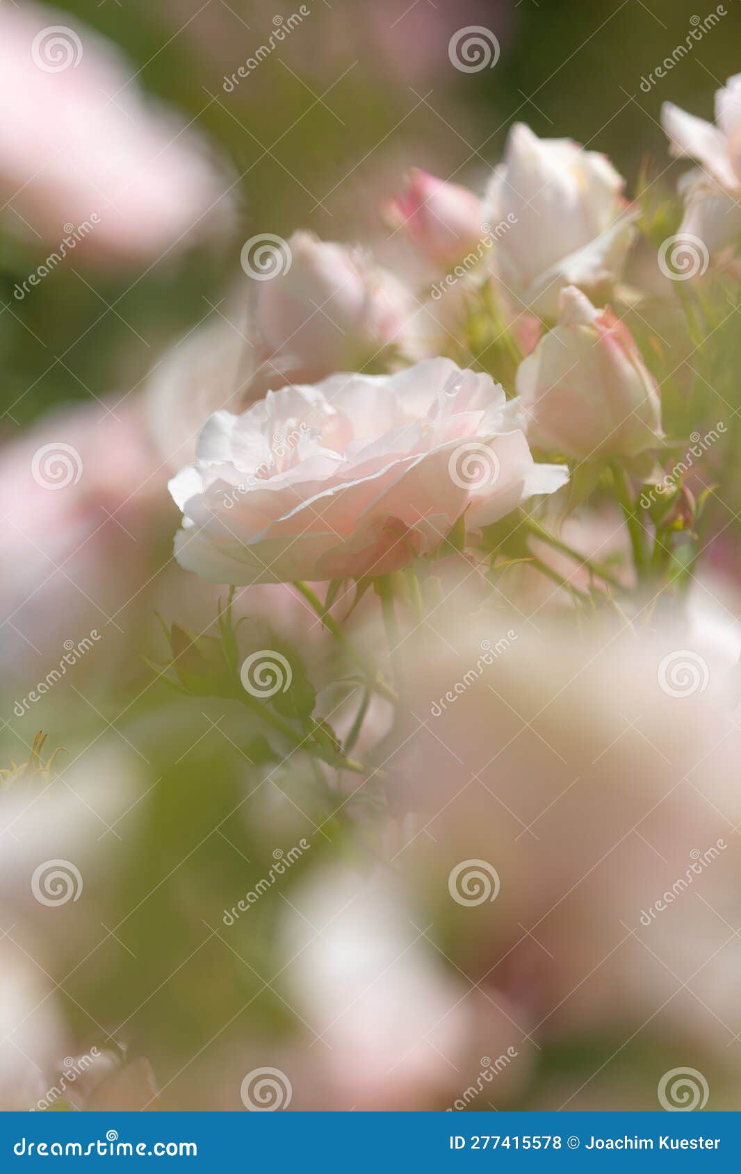 Pink Roses in Full Bloom with Blurry Foreground and Background Stock ...