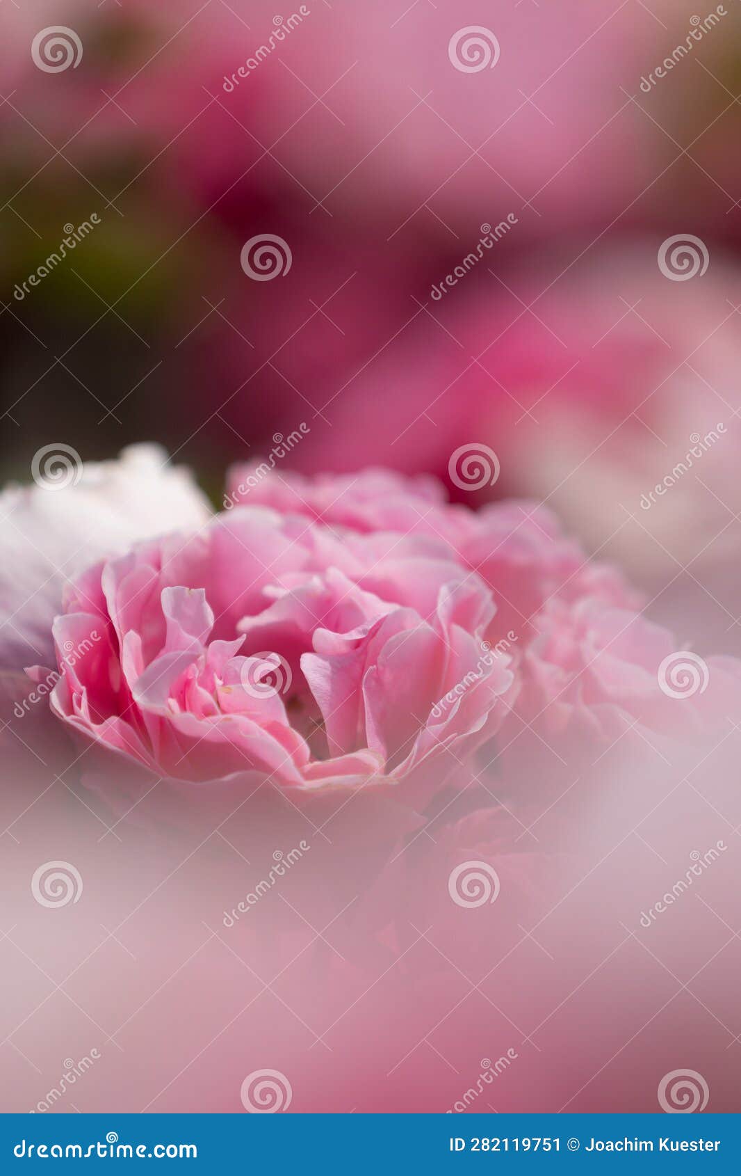 Pink Roses in Full Bloom with Blurry Foreground and Background Stock ...