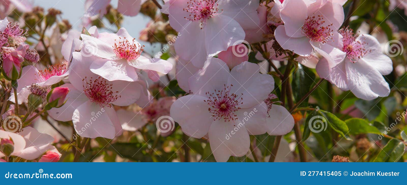 Pink Roses in Full Bloom in the Sun Stock Image - Image of fresh, aroma ...