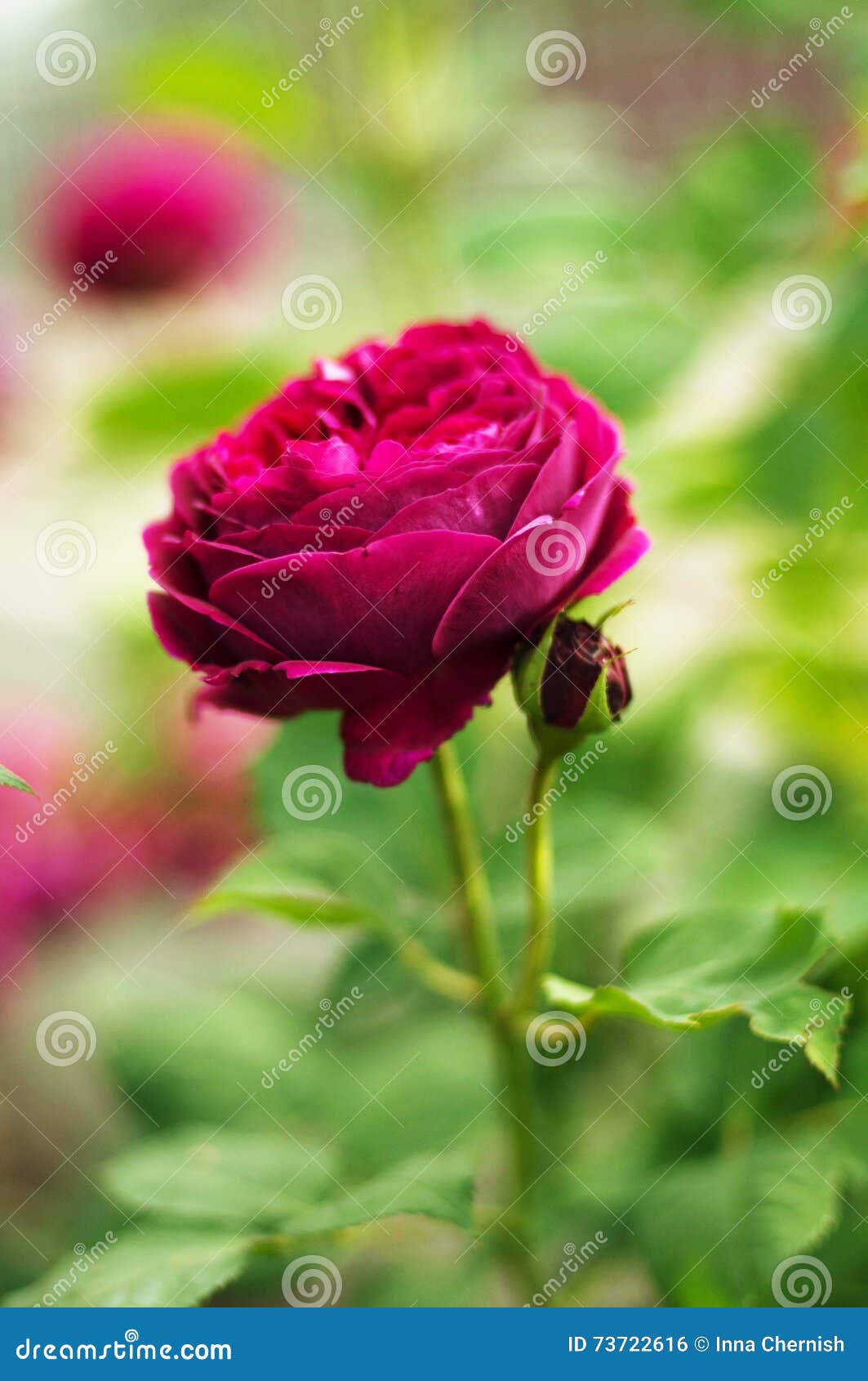 Pink roses in the garden stock photo. Image of macro - 73722616