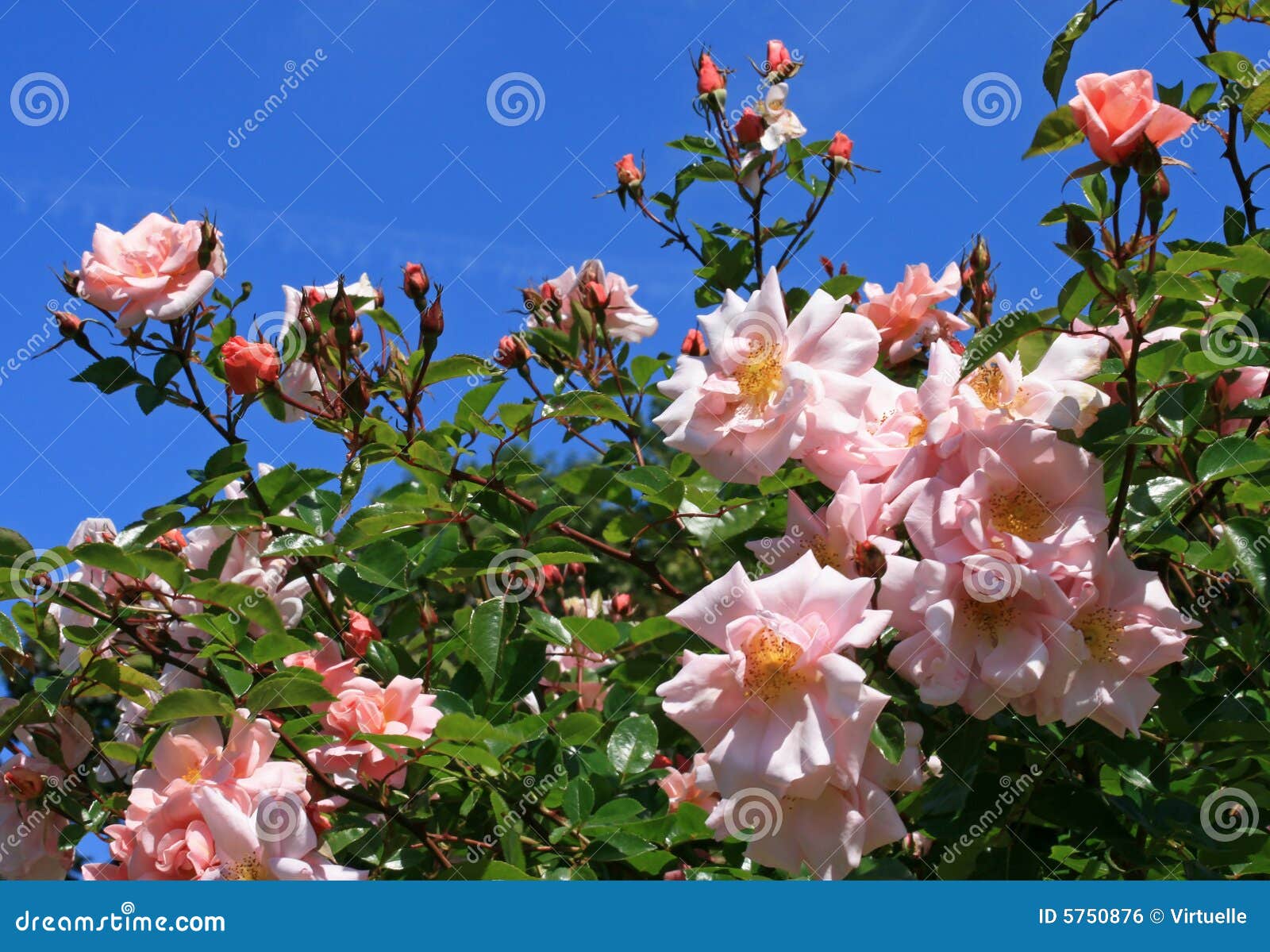 Pink Roses in a Garden Against a Blue Sky Stock Photo - Image of flower ...