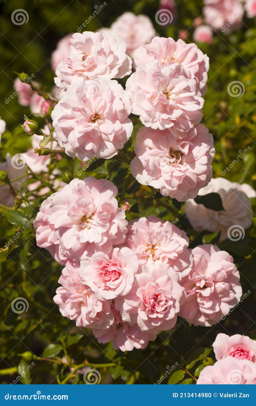 Pink Roses in the Garden for Background Stock Photo - Image of colorful ...