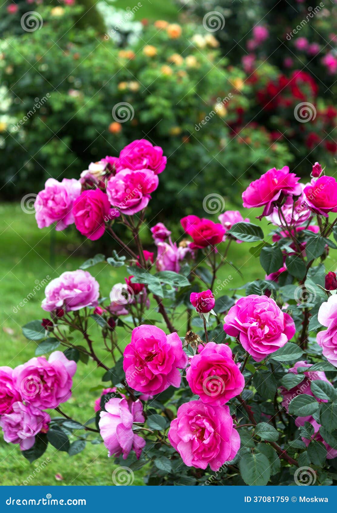 Pink roses in a garden stock image. Image of bush, floral - 37081759