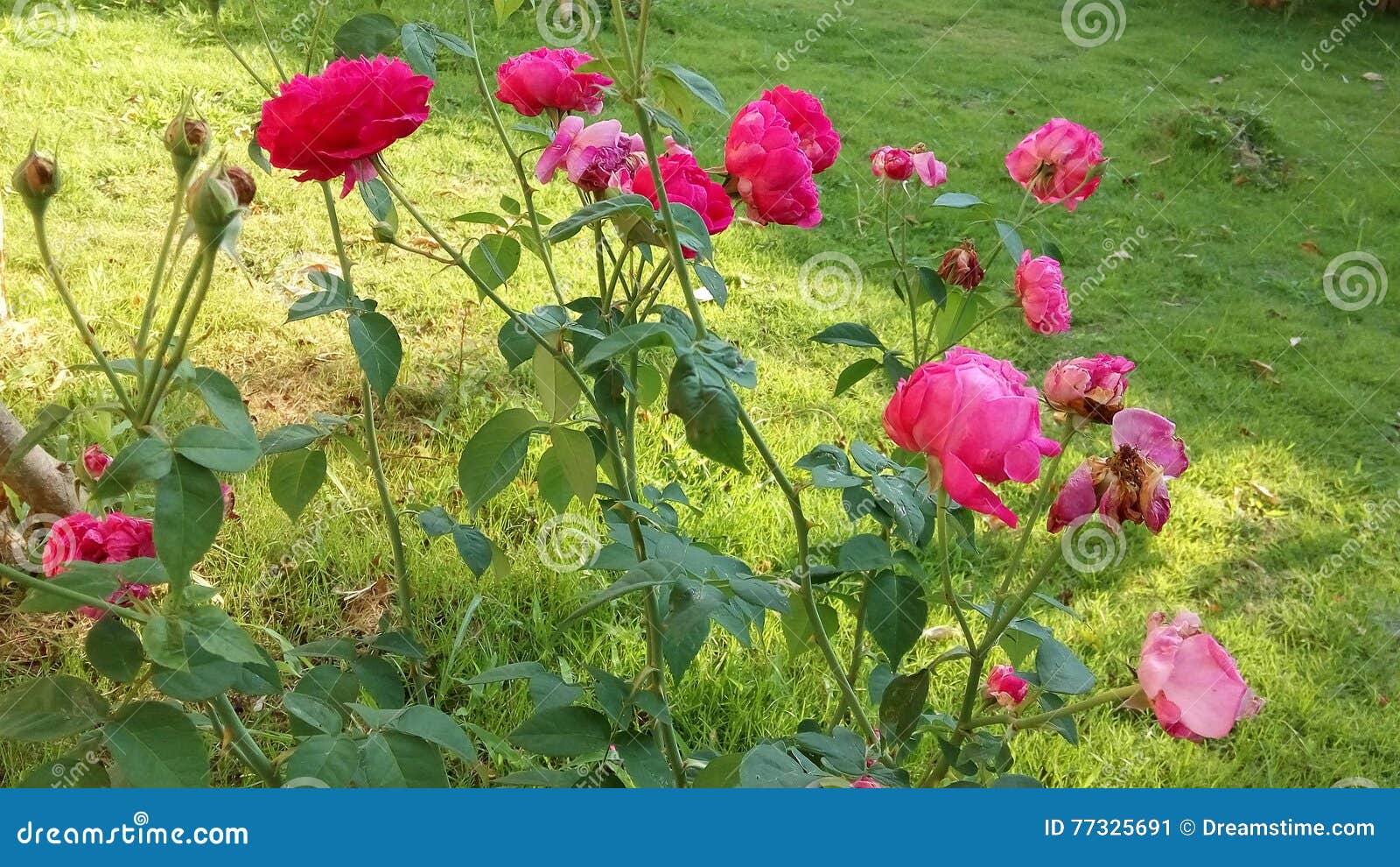 Pink Roses in a garden stock image. Image of morning - 77325691