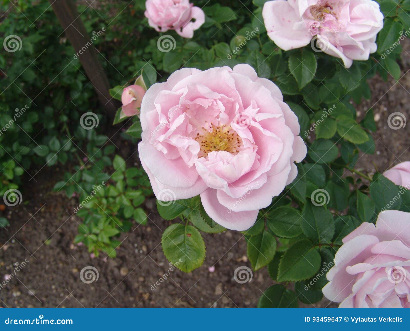 Pink roses in the garden. stock image. Image of detail - 93459647